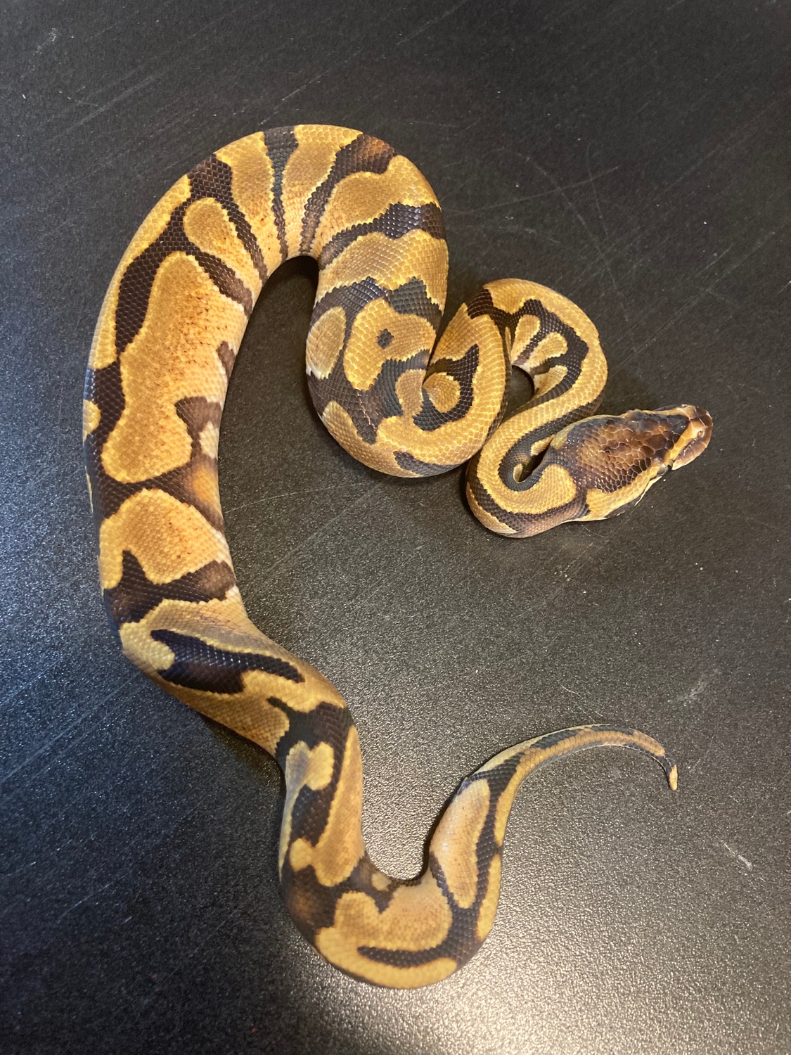 2022 Enchi Double Het Desert Ghost Het Piebald Female Ball Python by ...