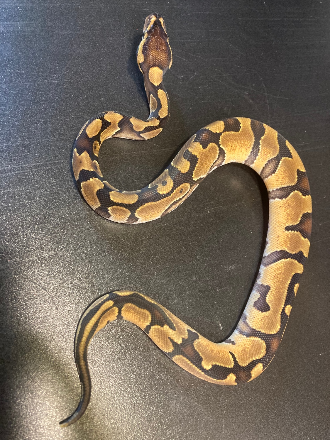 2022 Enchi Double Het Desert Ghost Het Piebald Female Ball Python by ...