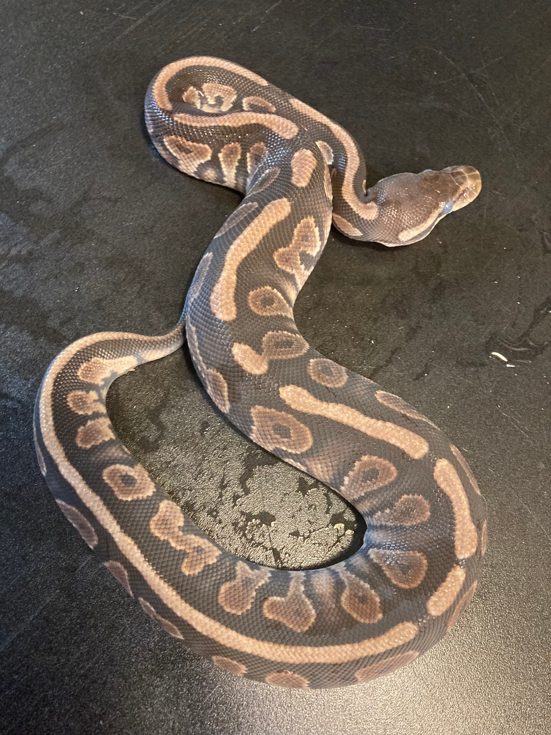 2022 Cinnamon Enchi Striped Double Het Desert Ghost Het Piebald Male ...
