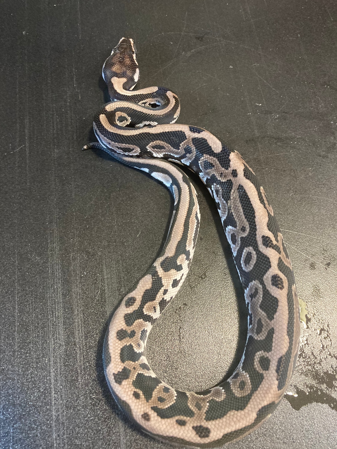 Vpi Axanthic Leopard Possible Super Leopard Het Piebald Ball Python by ...