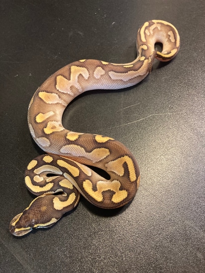 2022 Lesser Calico Male Ball Python by Ballroom Pythons South