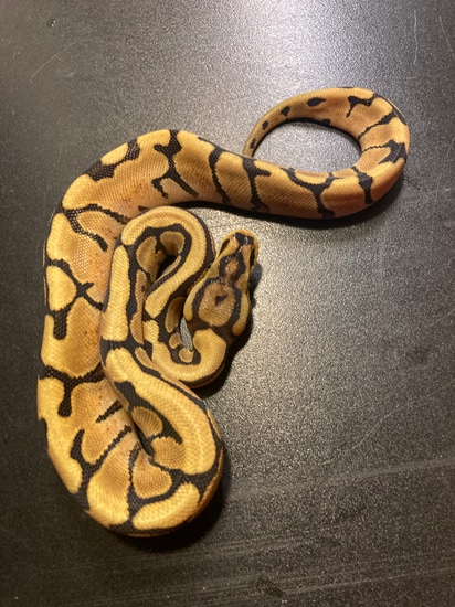 2022 Mystic Spider Female Ball Python by Ballroom Pythons South