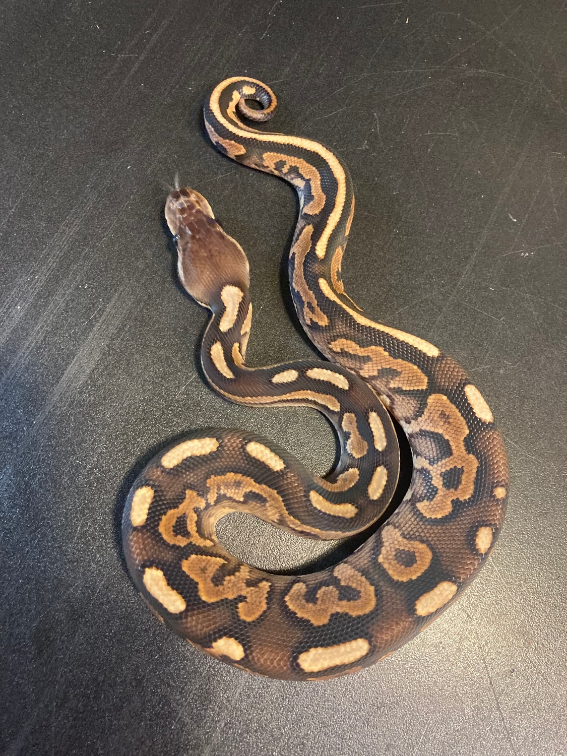 2022 Cinnamon Male Ball Python by Ballroom Pythons South - MorphMarket