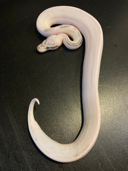 2022 Sterling Freeway Probable Calico Male Ball Python by Ballroom ...