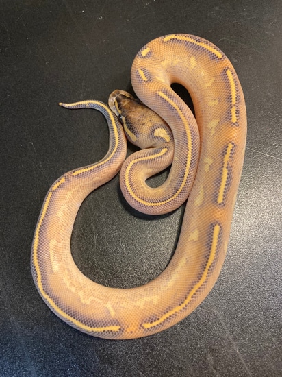 2022 Highway Male Ball Python by Ballroom Pythons South