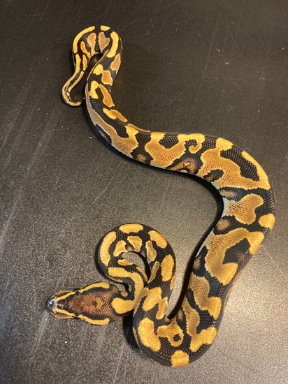 2022 Yellowbelly Male Ball Python by Ballroom Pythons South