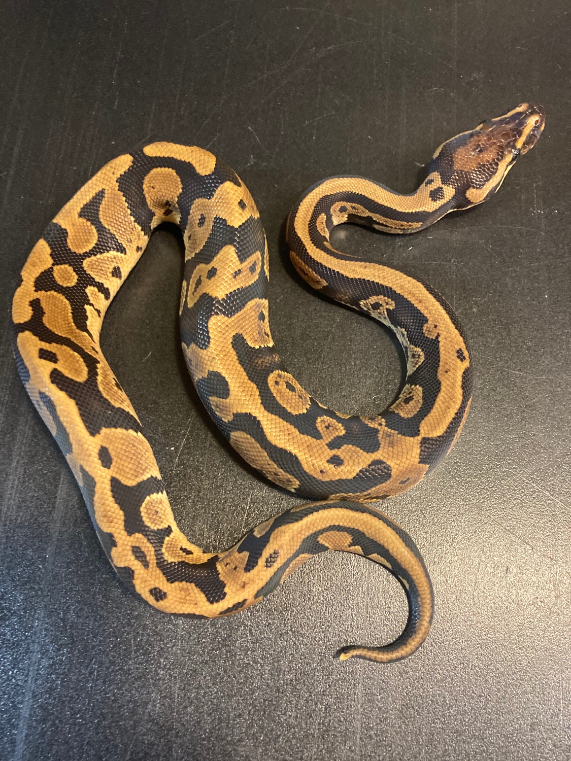 2022 Acid Het Ghost Female Ball Python by Ballroom Pythons South ...