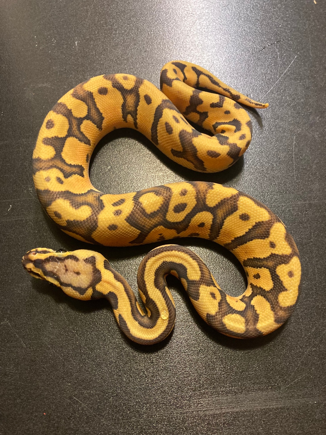 2022 Acid Enchi Pastel Orange Ghost Ball Python by Ballroom Pythons ...