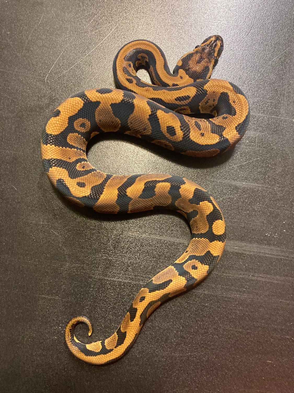 2022 Acid Het Ghost Male Ball Python by Ballroom Pythons South ...