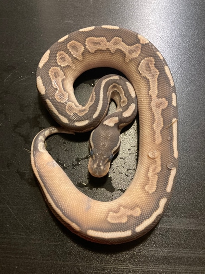 2022 Black Lesser Calico Ringer Male Ball Python by Ballroom Pythons South