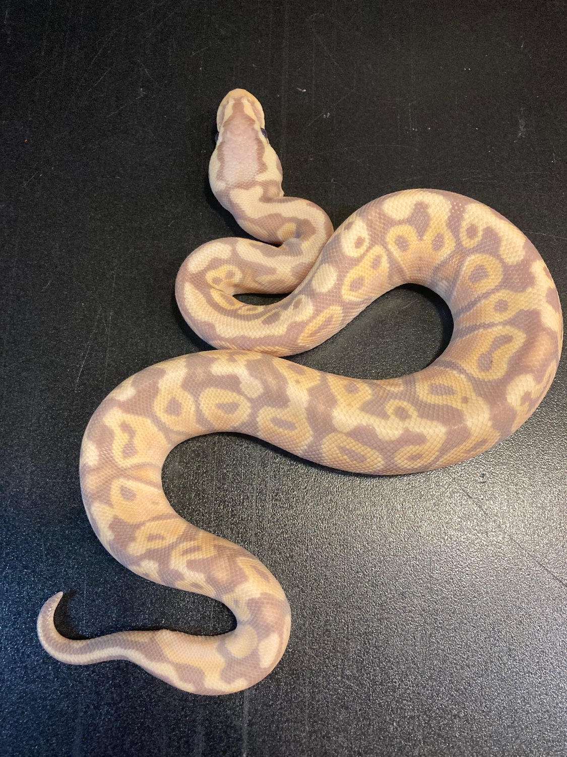 2022 Pastel Banana Male Ball Python by Ballroom Pythons South - MorphMarket