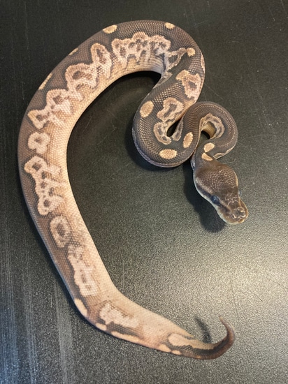 2022 Black Pastel Calico Yellowbelly Ringer Male Ball Python by ...