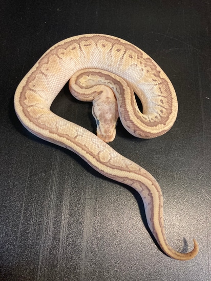 2022 Lesser Pastel Pinstripe Male Ball Python by Ballroom Pythons South