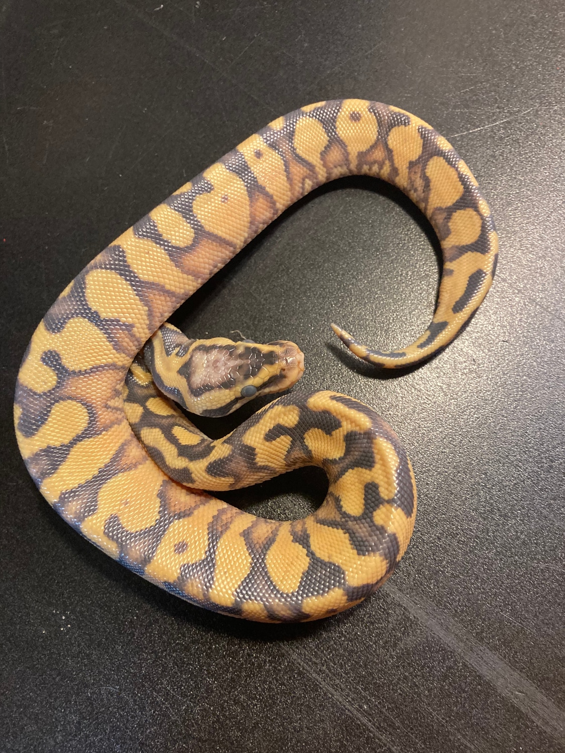 2022 Enchi Pastel Yellowbelly Male Ball Python by Ballroom Pythons ...