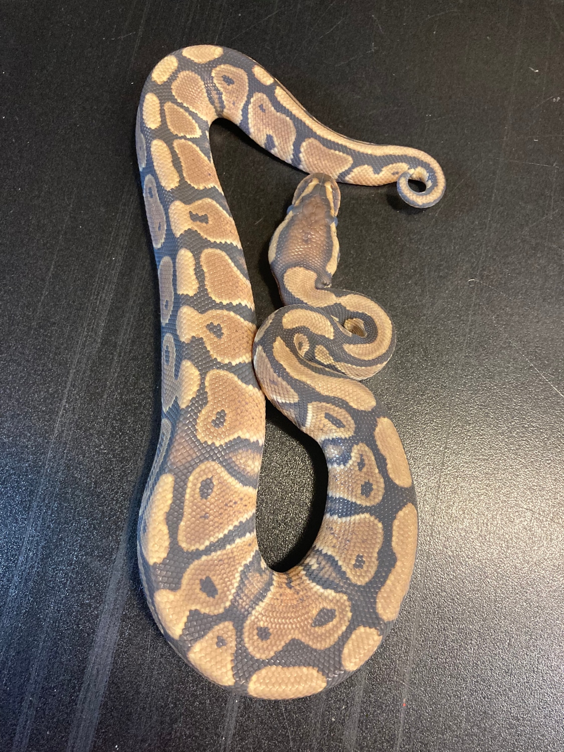 2022 Ghost Male Ball Python by Ballroom Pythons South - MorphMarket