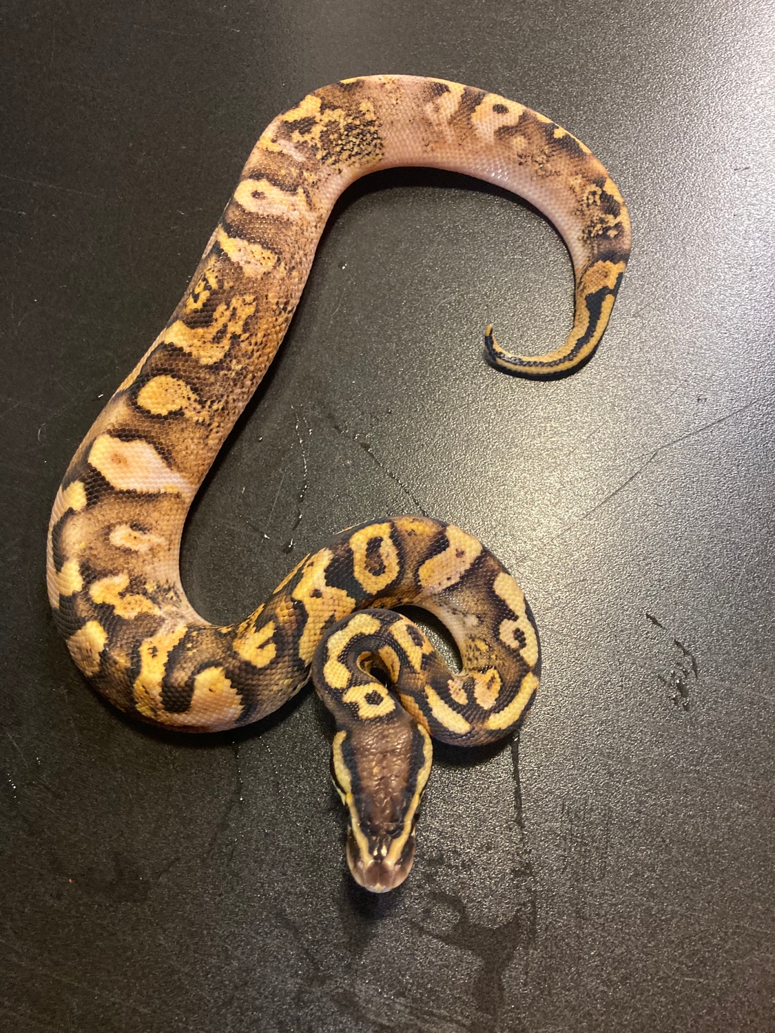 2022 Pastel Calico Yellowbelly Paradox Male Ball Python by Ballroom ...