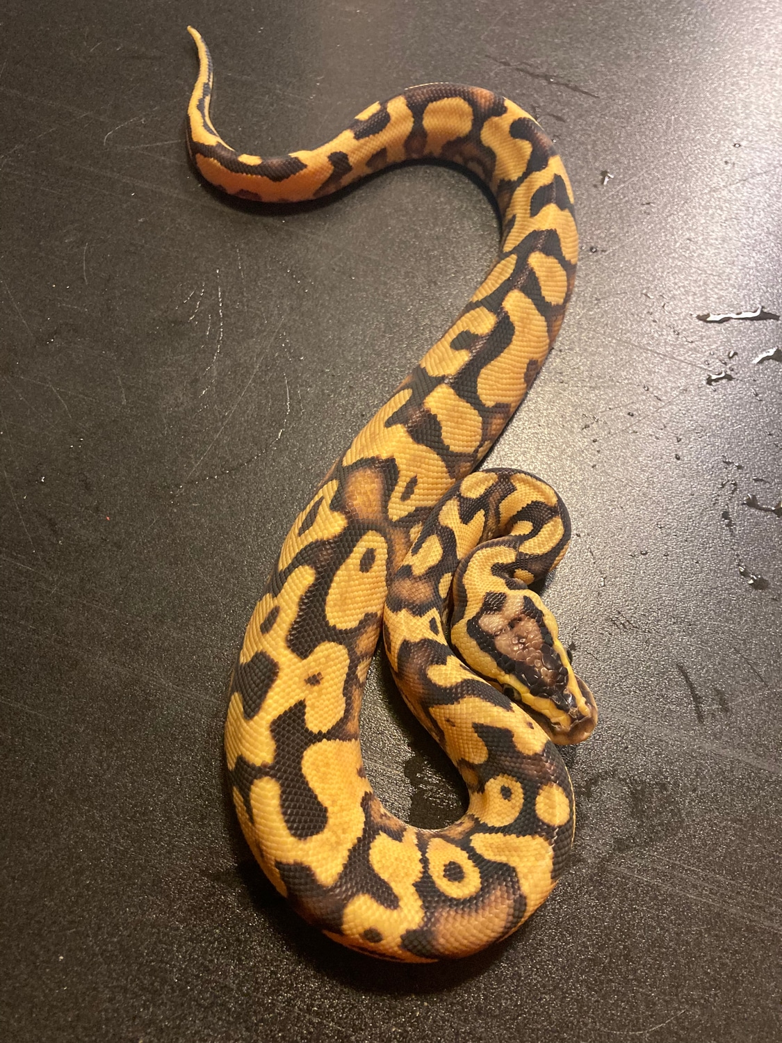 2022 Enchi Pastel Yellowbelly Ball Python by Ballroom Pythons South ...