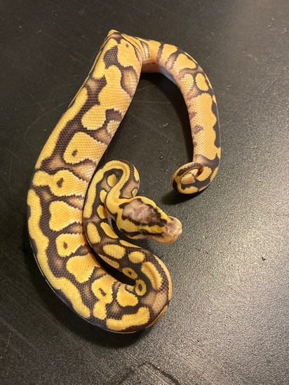 2022 Super Pastel Enchi Male Ball Python by Ballroom Pythons South