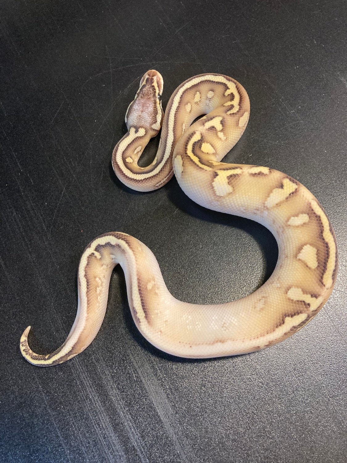 2022 Calico Yellowbelly Butter Paradox Male Ball Python by Ballroom Pythons South - MorphMarket