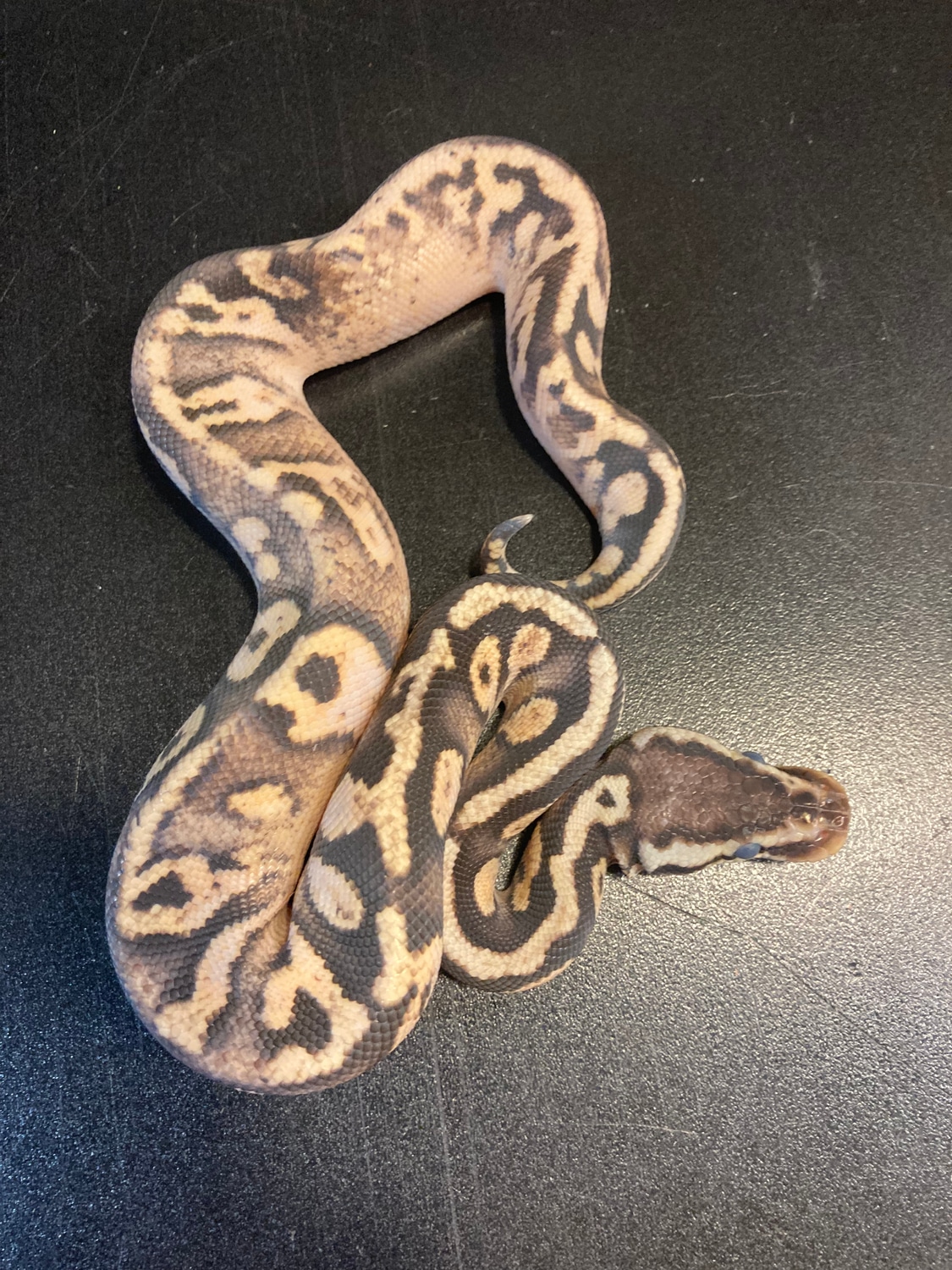 2022 Pastel Calico Yellowbelly Male Ball Python by Ballroom Pythons ...