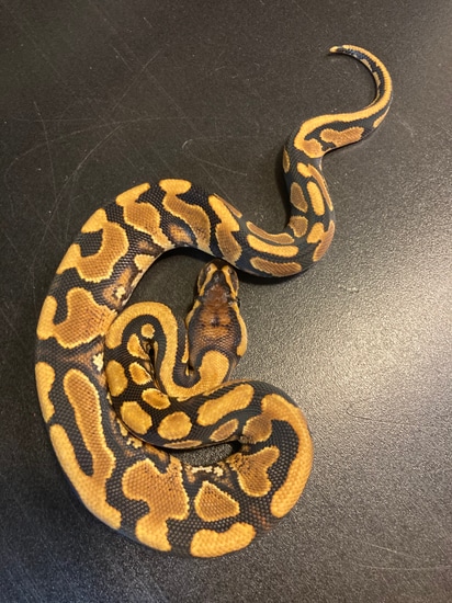 2022 Yellowbelly Male Ball Python by Ballroom Pythons South