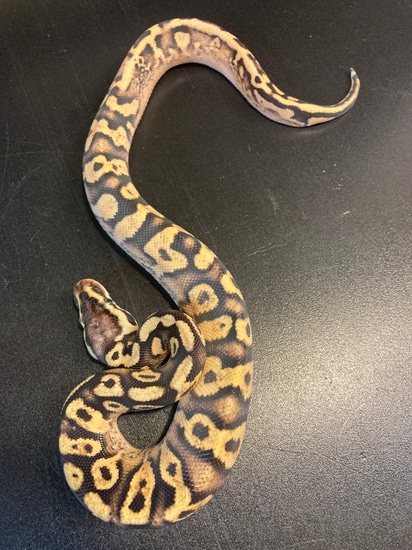 2022 Calico Pastel Yellowbelly Male Ball Python by Ballroom Pythons South
