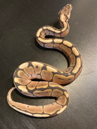 2022 Mystic Spider Female Ball Python by Ballroom Pythons South