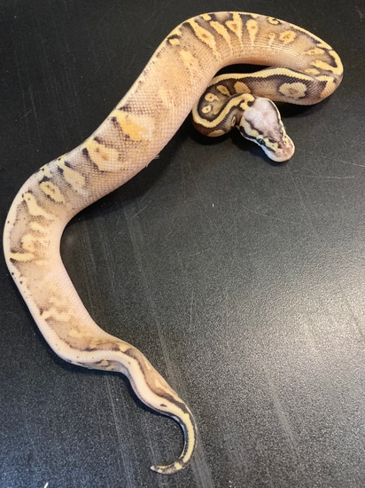 2022 Super Pastel Calico Yellowbelly Fader Male Ball Python by Ballroom ...