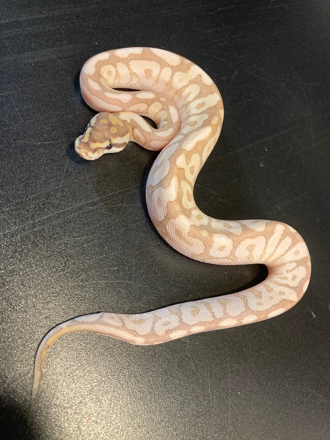 2022 Mystic Crystal Spider Male Ball Python by Ballroom Pythons South ...