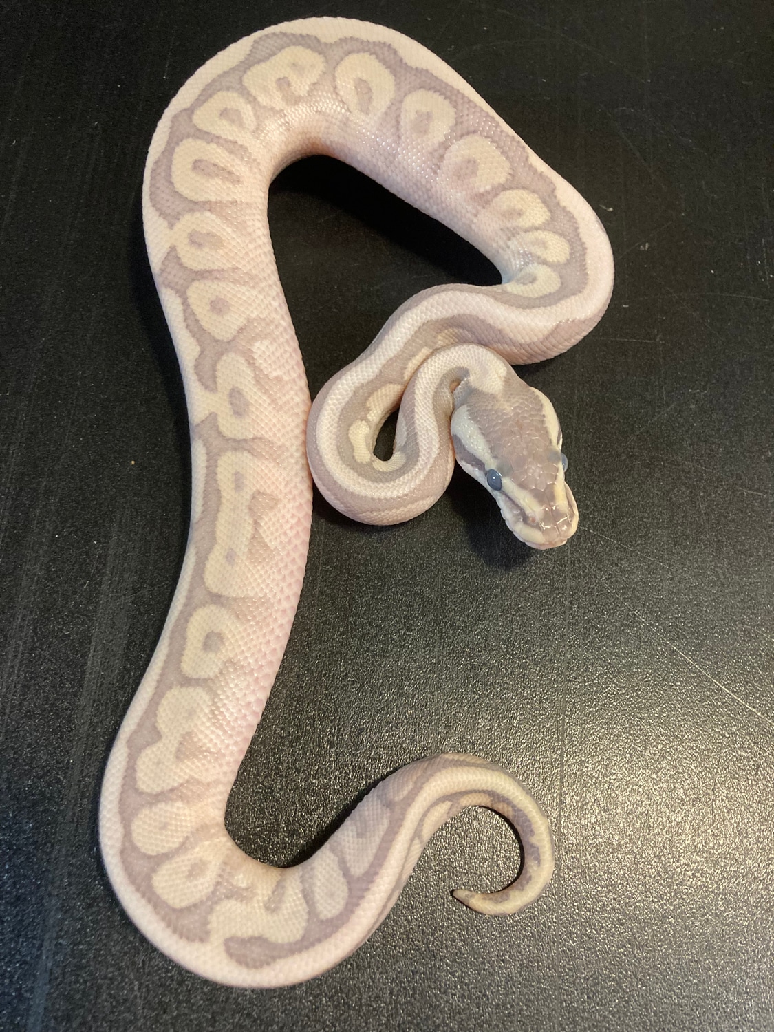 2022 Mystic Crystal Spider Male Ball Python by Ballroom Pythons South ...