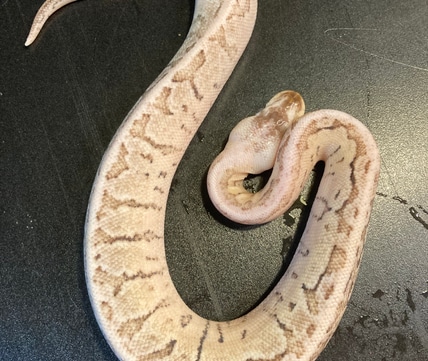 2022 Cinnamon Piebald 90% White Male Ball Python by Ballroom Pythons ...