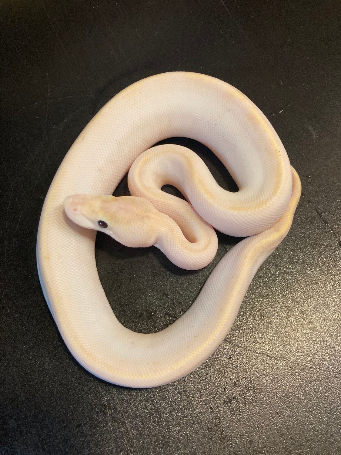 2022 Ivory Female Ball Python by Ballroom Pythons South - MorphMarket