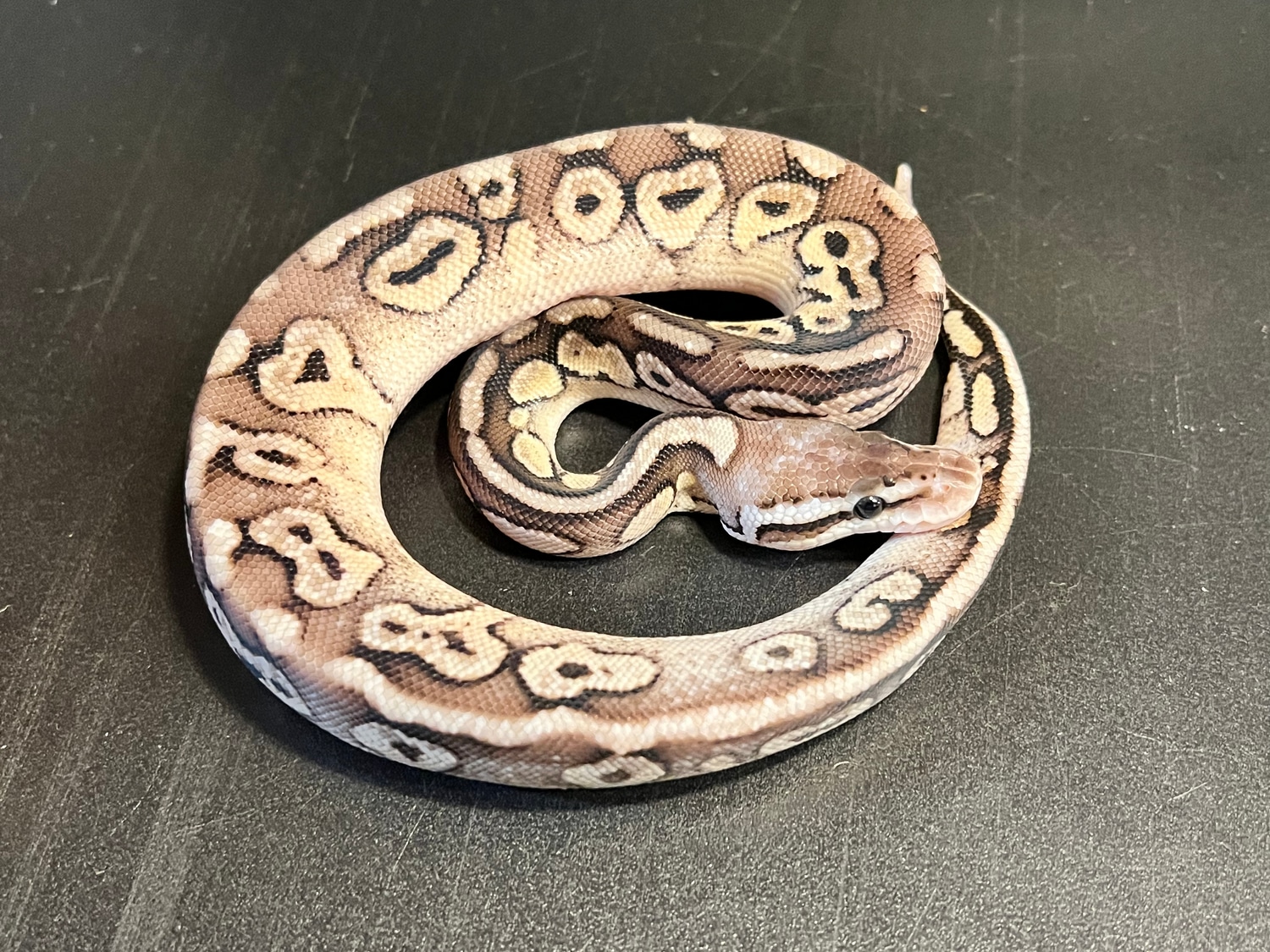 2022 Pewter Male Ball Python by Ballroom Pythons South - MorphMarket
