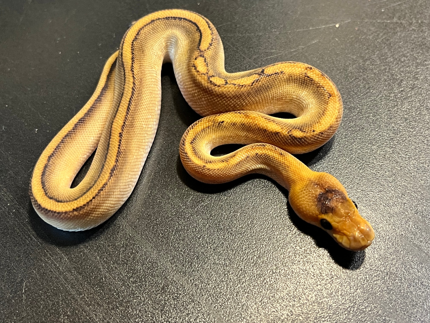 2022 Champagne Male Ball Python by Ballroom Pythons South - MorphMarket