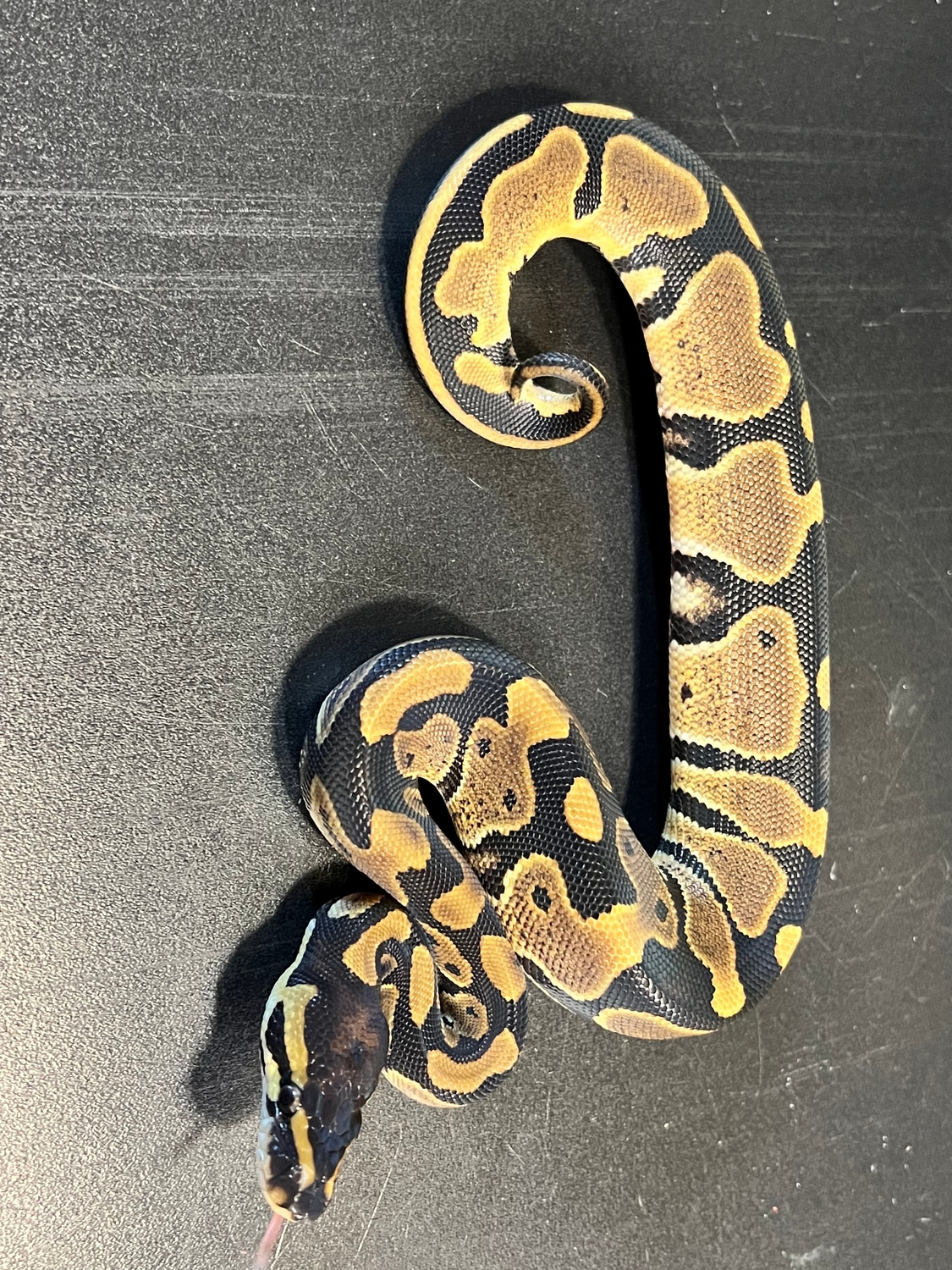 2022 Double Het Albino Piebald Female Ball Python by Ballroom Pythons ...