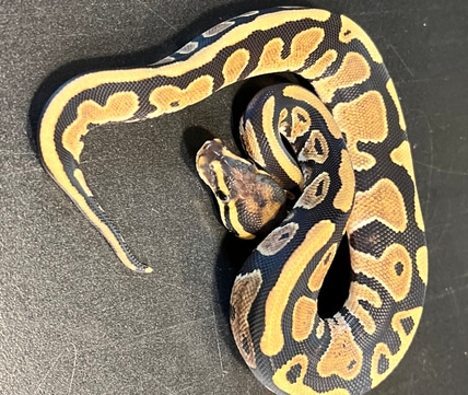 2022 Butter Pastel TSK Axanthic Het Clown Female Ball Python by ...