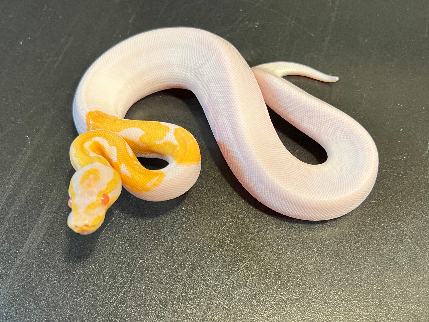 2022 Albino Piebald 81% White Male Ball Python by Ballroom Pythons ...