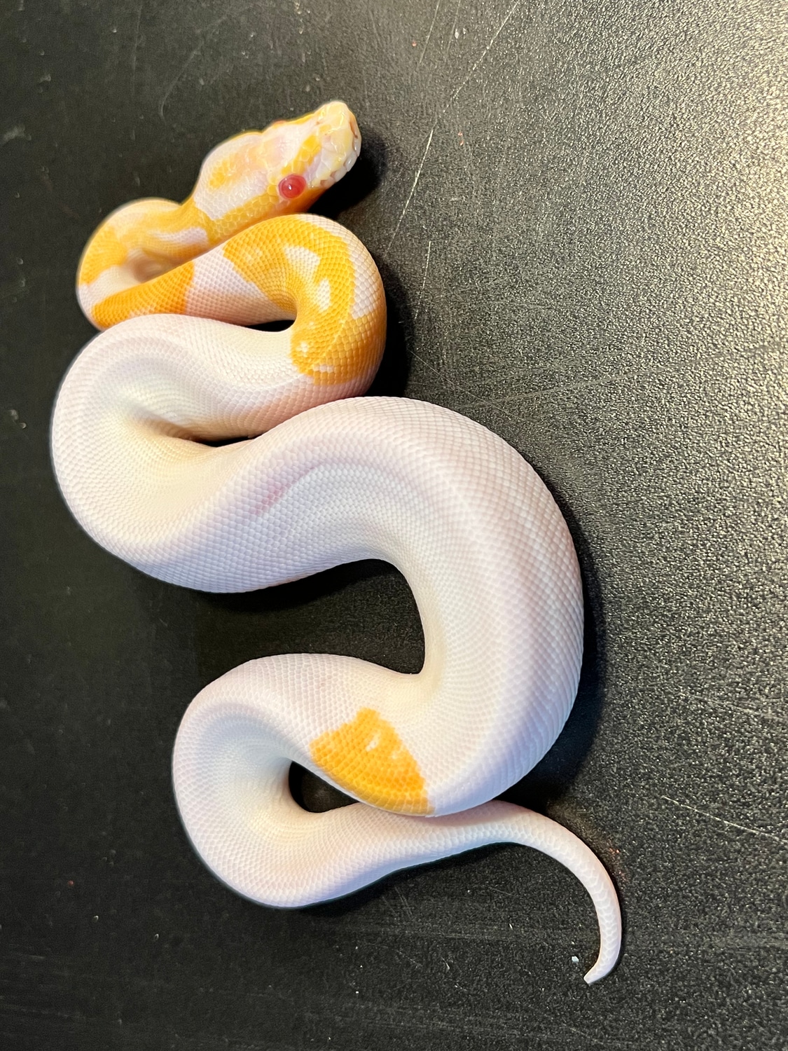2022 Albino Piebald 77% White Male Ball Python by Ballroom Pythons ...