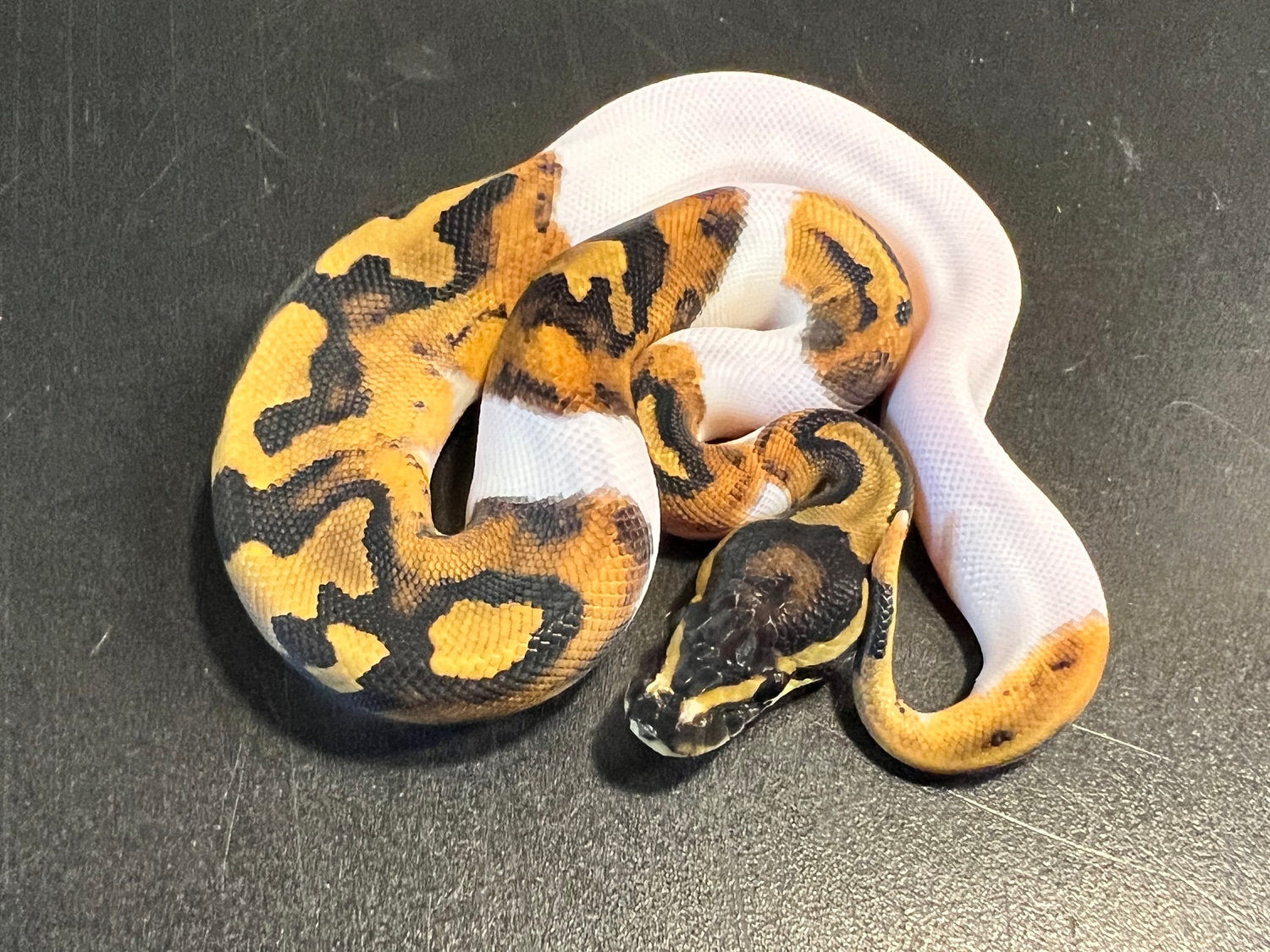2022 Piebald Het Albino 51% White Female Ball Python by Ballroom ...