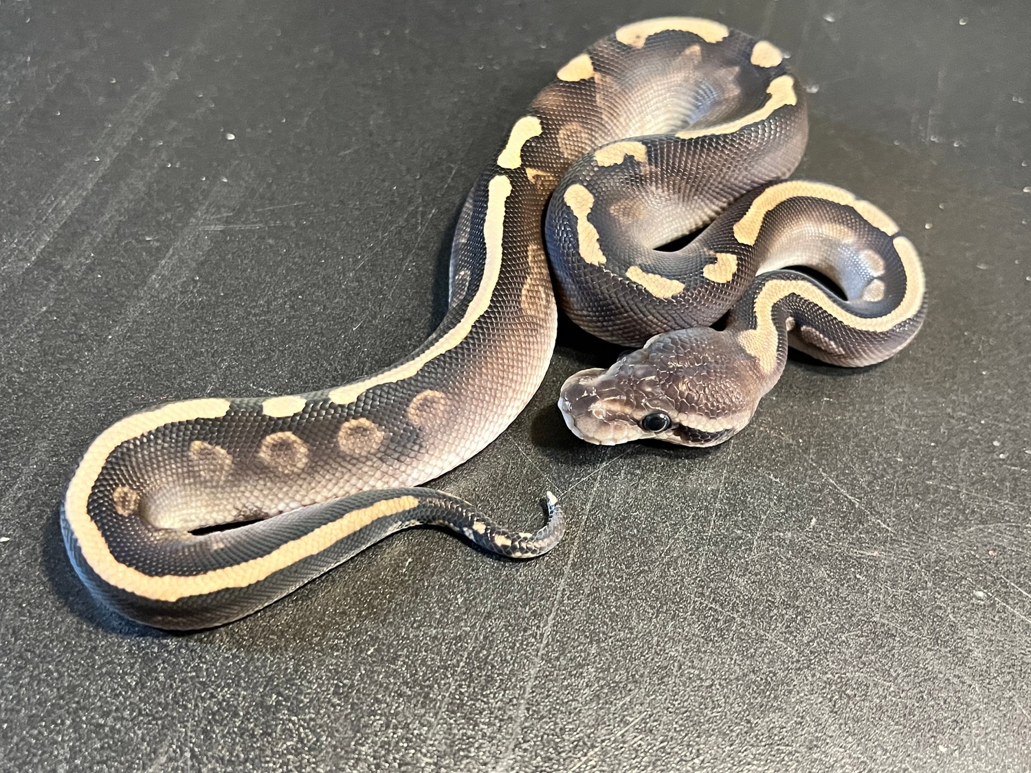 2022 GHI Cinnamon Butter Het Clown Poss Spotnose Male Ball Python by ...