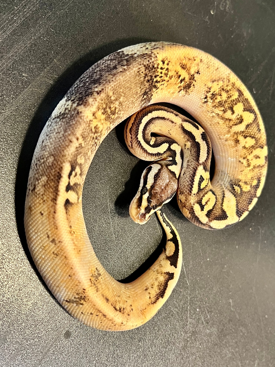 2022 Calico Paradox Yellowbelly Pastel Window Het Clown Female Ball ...