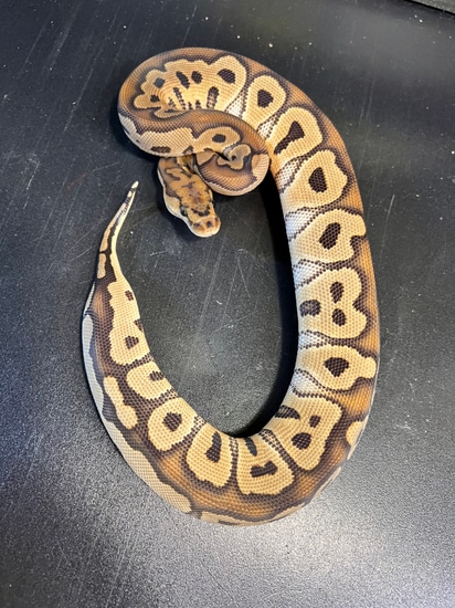 Clown Het Ghost Ball Python by Ballroom Pythons South