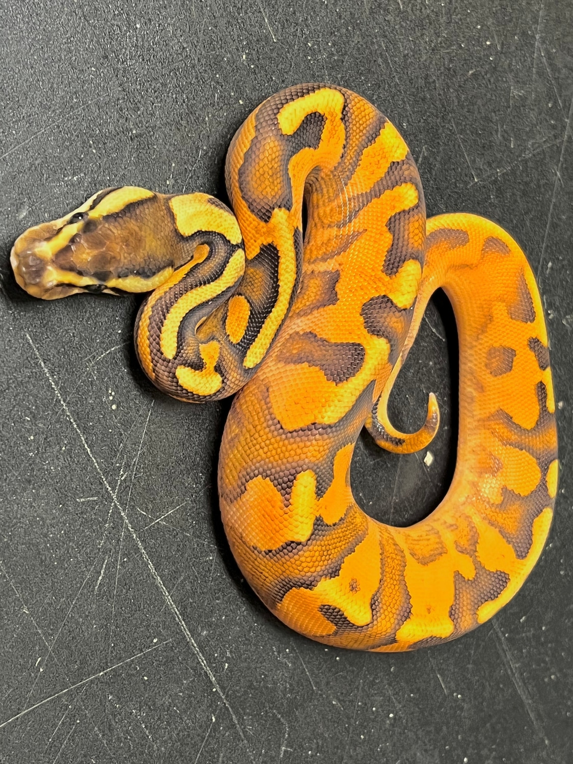 2022 RED Enchi Cinnamon Calico Poss YB 50% Het Clow. 50% Het G- Stripe ...