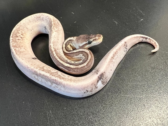 2022 Black Oreo Blizzard Male Ball Python by Ballroom Pythons South