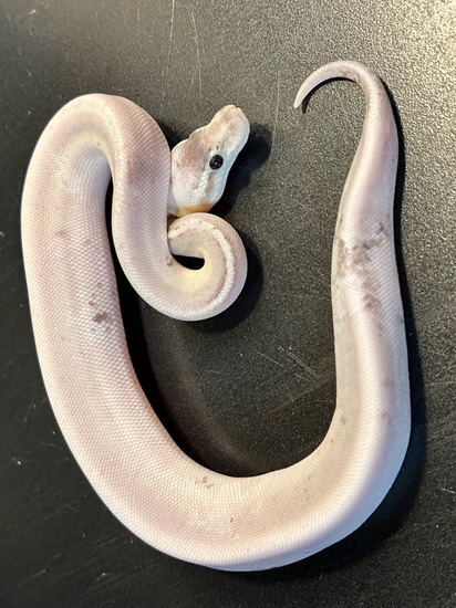 2022 Black Oreo Blizzard Female Ball Python by Ballroom Pythons South