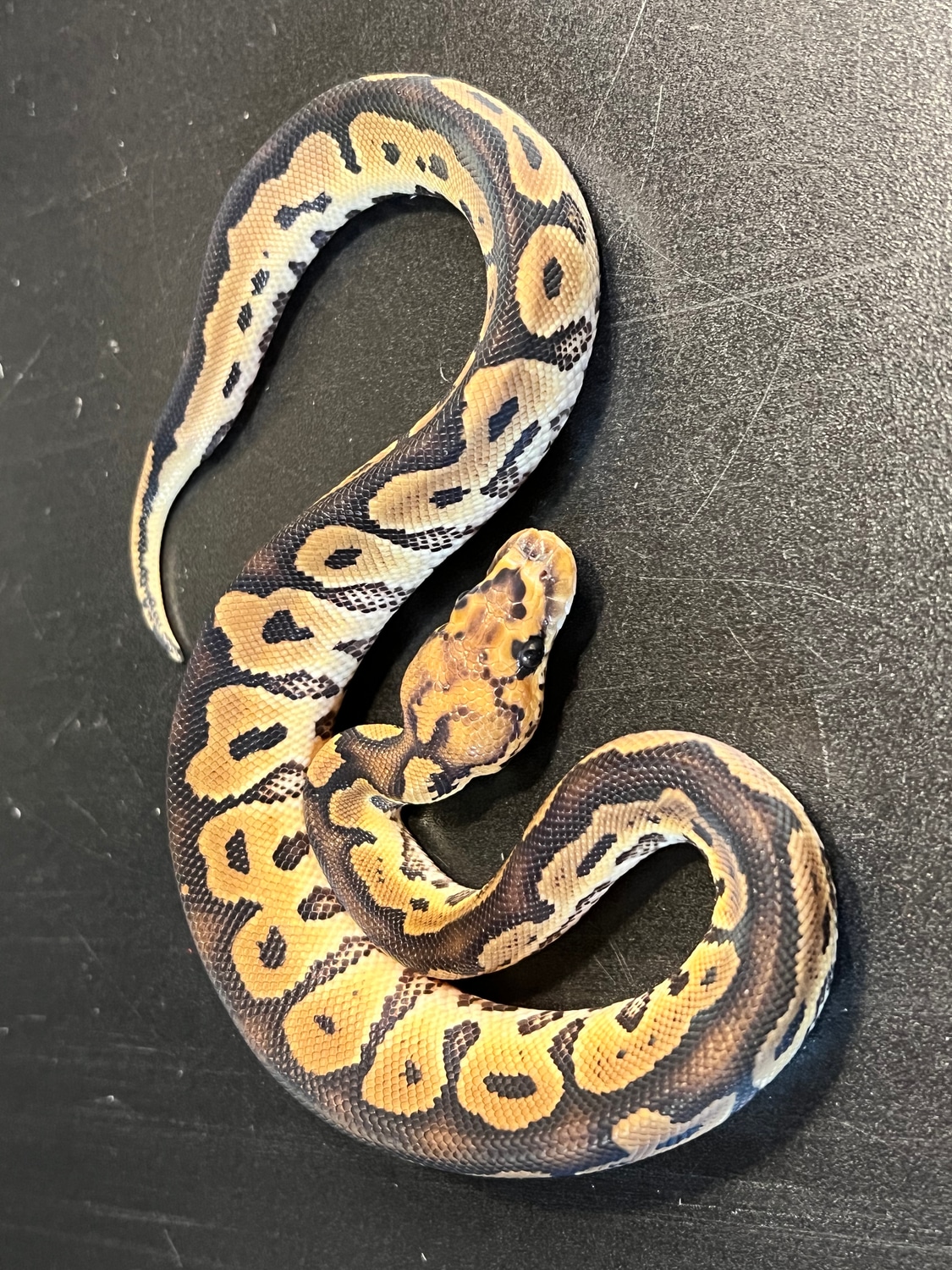 2022 Clown Het VPI Axanthic Male Ball Python by Ballroom Pythons South ...
