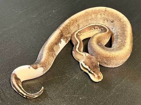 2022 Black Oreo Blizzard Female Ball Python by Ballroom Pythons South