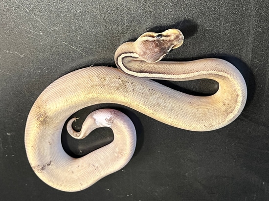2022 Black Oreo Blizzard Female Ball Python by Ballroom Pythons South