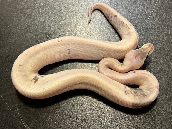 2022 Black Oreo Blizzard Female Ball Python by Ballroom Pythons South