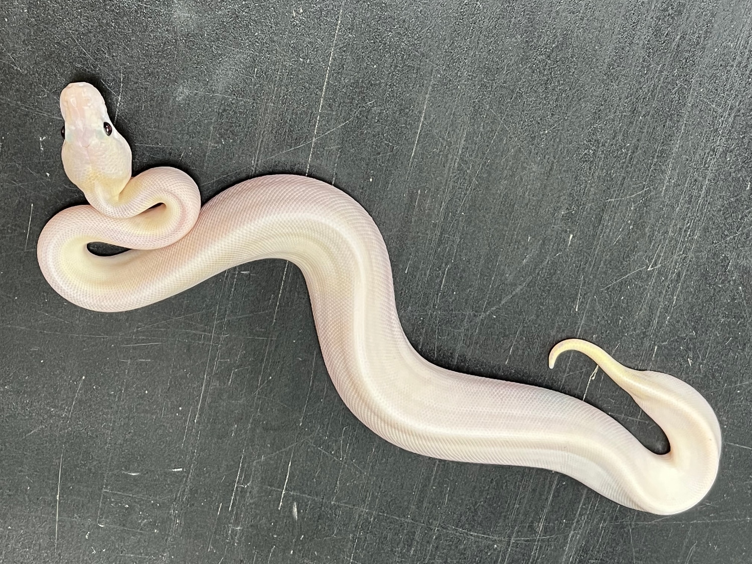 2022 Ivory Poss Mojave Poss GHI Female Ball Python by Ballroom Pythons South - MorphMarket